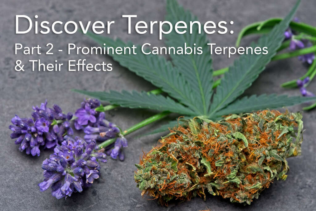 Discover Terpenes: Part 2 - Prominent Cannabis Terpenes & Their Effects ... Discover Terpenes: Part 2 - Prominent Cannabis Terpenes & Their Effects ...